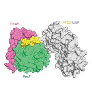 【画像】京大、ペルオキシソーム病の1種であるRCDP-1の分子機構の解明に成功 - ライブドアニュース