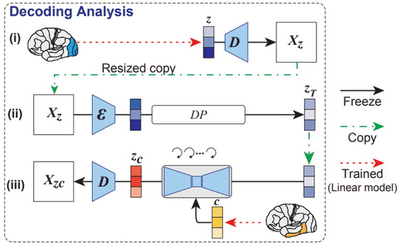 画像生成AI「Stable Diffusion」でfMRIによる脳活動のデータから画像を生成する研究を阪大の研究者が発表 - ライブドアニュース