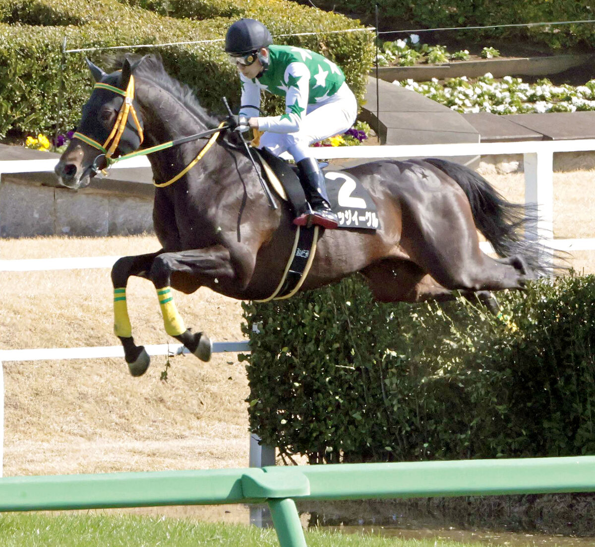 【画像】【ペガサスJS】1番人気のビレッジイーグルが3連覇を達成 大江原圭騎手「強かったですね」 - ライブドアニュース