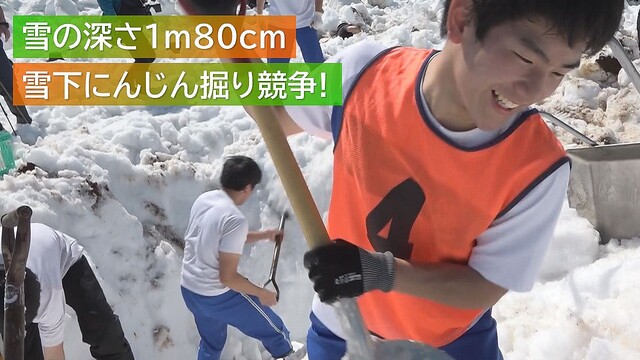 豪雪地帯で『雪下にんじん』掘り競争！雪の深さは1m80cm「こんなに大変だとは…」【新潟発】 - ライブドアニュース