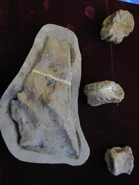 アンキロサウルスの新種発見、「恐竜の町」山東省諸城市で - ライブドアニュース