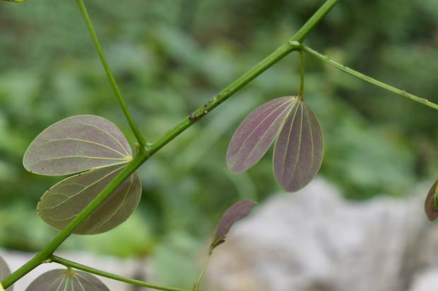 中国広西チワン族自治区で新種のマメ科植物3種を発見 - ライブドアニュース