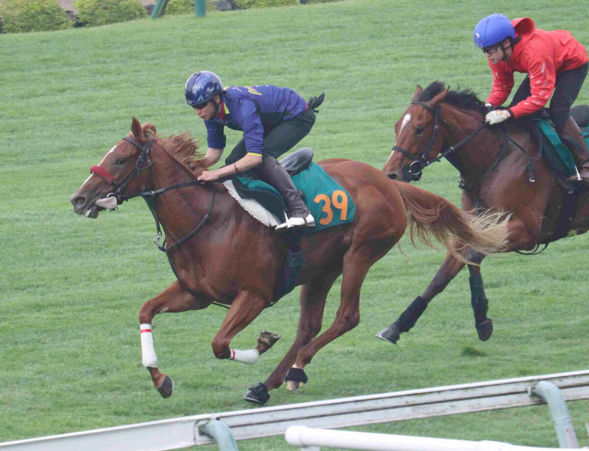 【画像】【POG】それいけ！今週の函館はソレイケドンチャンに注目 新種牡馬の父に2週連続新馬Vへ - ライブドアニュース