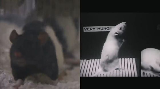 【画像】「ネズミの鳴き声の意味」を機械学習で解読するシステム「DeepSqueak」が開発中、マウス実験で活用される見込み 3/23 ...