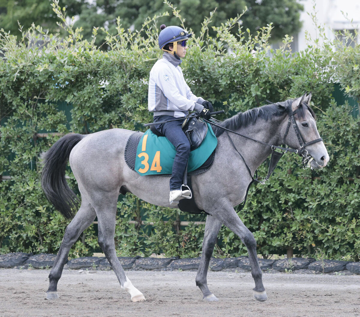 【POG】ウインアレースは香港G1を制した父と同じ鞍上、厩舎で初陣 松岡正海騎手「将来的にはオープンに」 (2024年7月4日掲載 ...