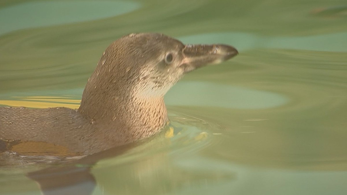 生後4か月のフンボルトペンギン「みかん」 愛くるしい姿が人気【香川・新屋島水族館】 (2024年4月22日掲載) - ライブドアニュース