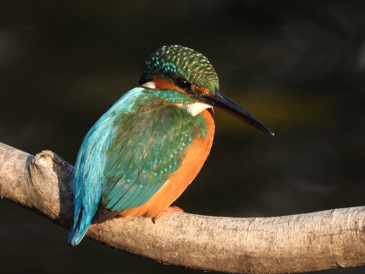 【画像】新製品レビュー：“高機能”レンズ一体型カメラ特集：ニコン COOLPIX P1100 超望遠3,000mm相当を撮影 日常から特殊な ...