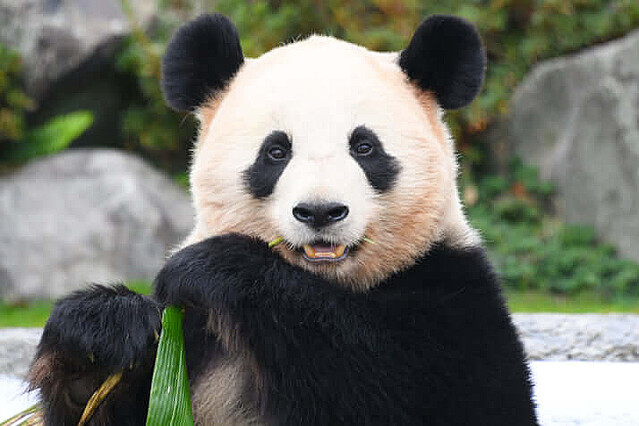 パンダが「丸顔」になった予想外の理由 日本人が知らないパンダの秘密 - ライブドアニュース