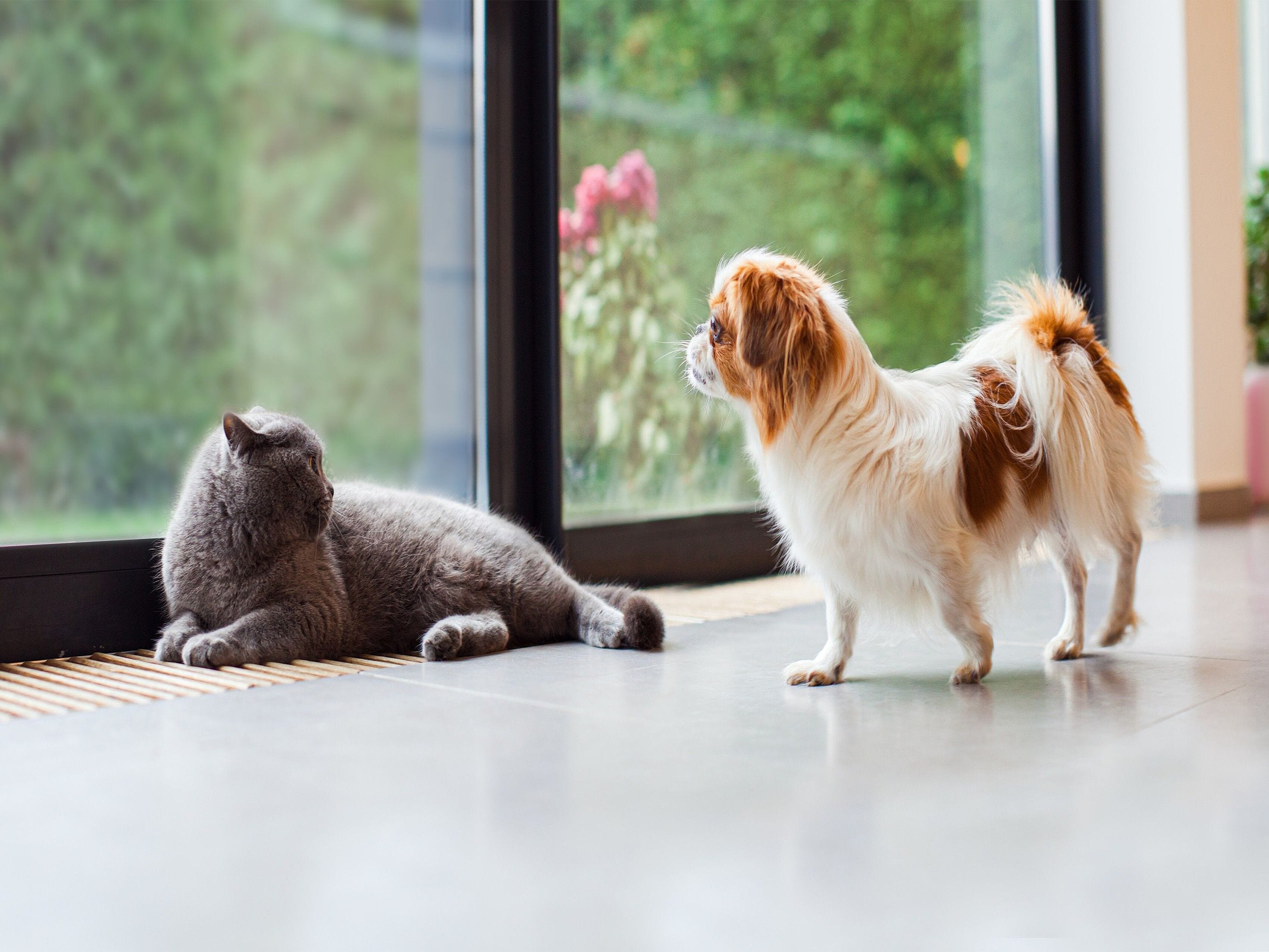 AI搭載アプリで愛犬・愛猫の気持ちが理解できる「ELSI」の現在地 (2025年11月7日掲載) - ライブドアニュース