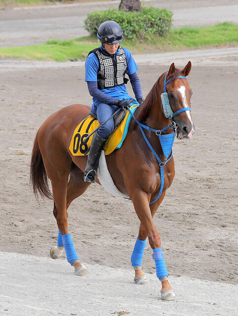 チェーンオブラブが米BCフィリー＆メアスプリント・G1、BCスプリント・G1に登録 - ライブドアニュース