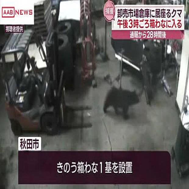秋田市の卸売市場に居座ったクマ 箱わなで捕獲 (2025年12月23日掲載) - ライブドアニュース