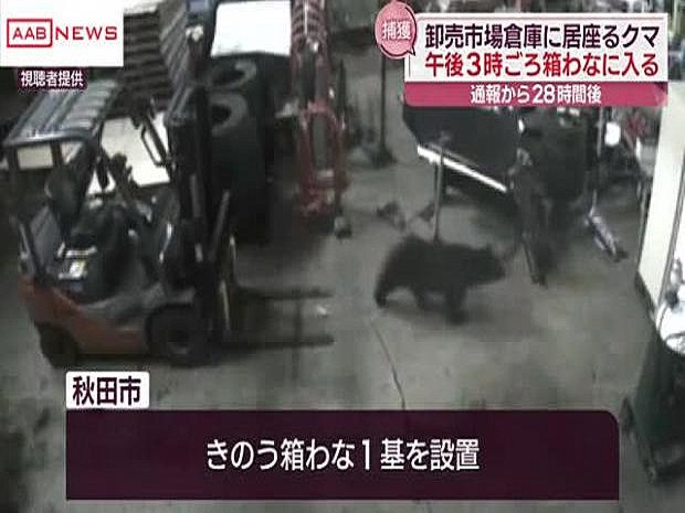 秋田市の卸売市場に居座ったクマ 箱わなで捕獲 (2025年12月23日掲載) - ライブドアニュース