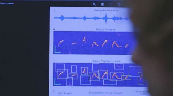 「ネズミの鳴き声の意味」を機械学習で解読するシステム「DeepSqueak」が開発中、マウス実験で活用される見込み - ライブドアニュース