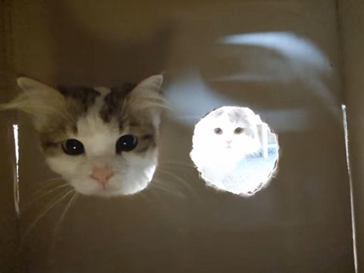 気になるニャン！？ 箱に開いた穴の中をのぞき込む猫たちの《好奇心》がすごすぎて大反響 - ライブドアニュース