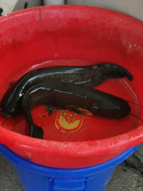 「鯉の滝登り」もここではナマズが主役 四川省資中県 - ライブドアニュース