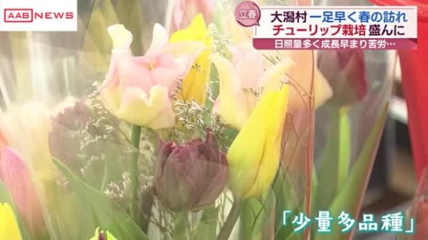 2月3日は立春 春を代表するチューリップの出荷作業 秋田・大潟村 (2025年2月3日掲載) - ライブドアニュース