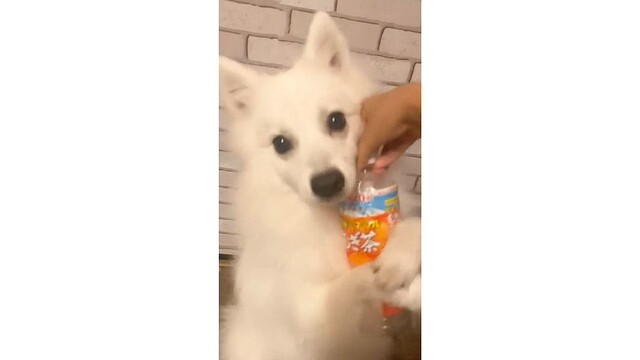【キュンキュン注意報】ペットボトルをギュッ! スピッツのかわいすぎ芸にハートを射抜かれる人が続出! - 「可愛すぎる」「最高に可愛い ...