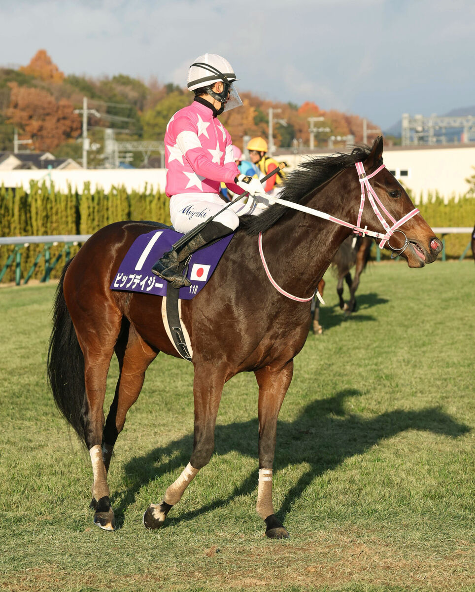 【阪神JF】9番人気ビップデイジーが追い込んで2着 幸英明騎手「惜しかったですね。次が楽しみです」 - ライブドアニュース