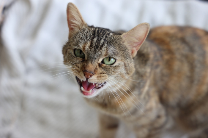 ジャズ文化が生んだ「Cat’s Meow」「Cool Cat」! 猫にまつわる英語イディオム (16) (2025年8月1日掲載 ...