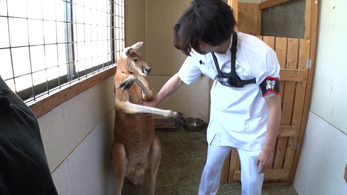 【画像】重岡大毅＆藤井流星、動物を“ムフフ”な顔にするマッサージ師に 同期の小競り合いにも注目 2/3 - ライブドアニュース