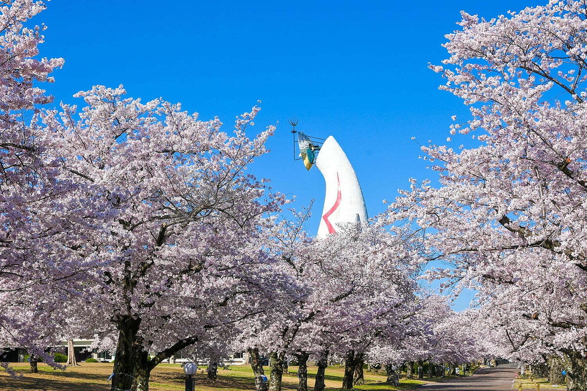 大阪・万博記念公園「サクラ エキスポ」約5,500本の桜が咲く花見スポット、夜桜ライトアップも - Peachy - ライブドアニュース