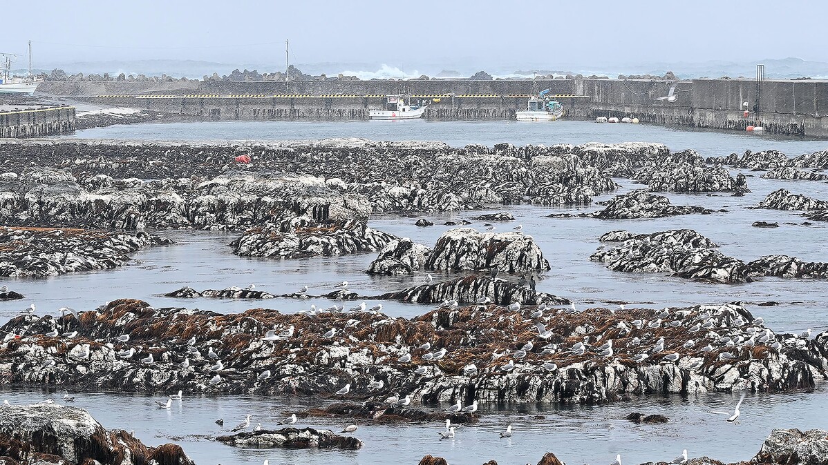 東京ドーム94個分が数秒で陸に…能登半島大地震「最大4mの地盤隆起で輪島の海が消えた！」衝撃写真 - ライブドアニュース