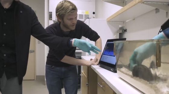 「ネズミの鳴き声の意味」を機械学習で解読するシステム「DeepSqueak」が開発中、マウス実験で活用される見込み - ライブドアニュース