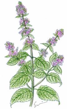 ペパーミント（Menthae piperitae folium） - 胃の不調を改善するハーブティーは？ - ライブドアニュース